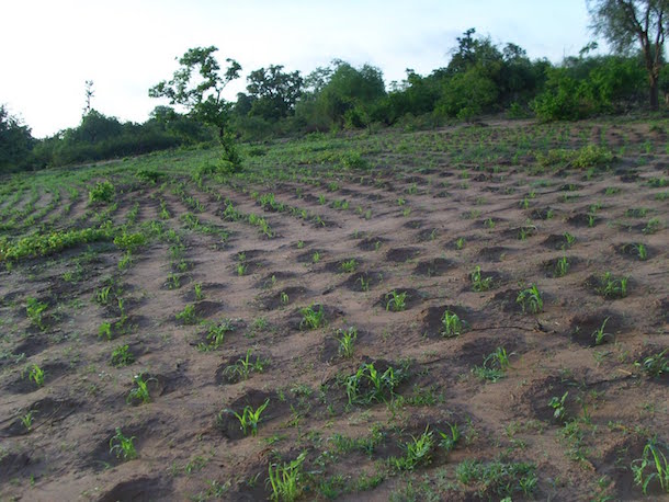 Le Zaï | Florence Fofana
